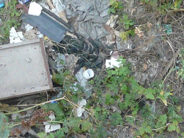 grass with trash texture 0022 - Texturelib